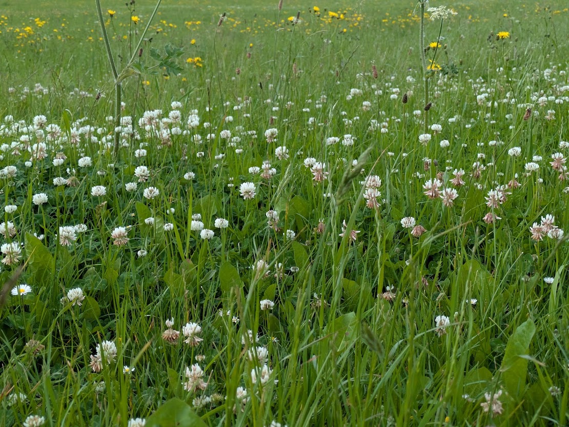Bienenschutz im Heumonat | Imker Magazin